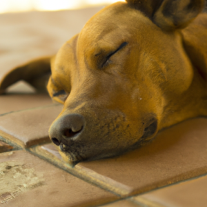 Søg Chipnummer Hund: Alt du skal vide om at finde en hunds chipnummer ...